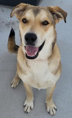 Adoptable Pets At Greeneville-Greene County Humane Society | Animal ...