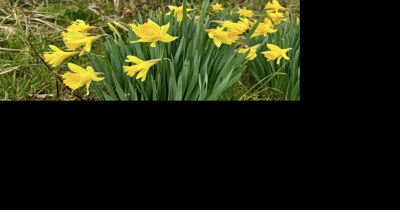 Colorful Signs Of Spring | Local News | greenevillesun.com