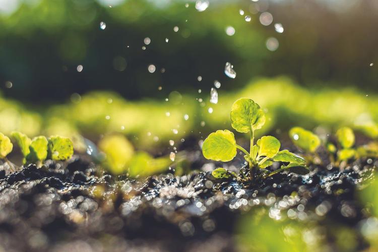 THE GARDEN GATE: A few general gardening tips | Sherrie Ottinger ...