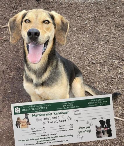 Adoptable Pets At Greeneville-Greene County Humane Society | Animal ...