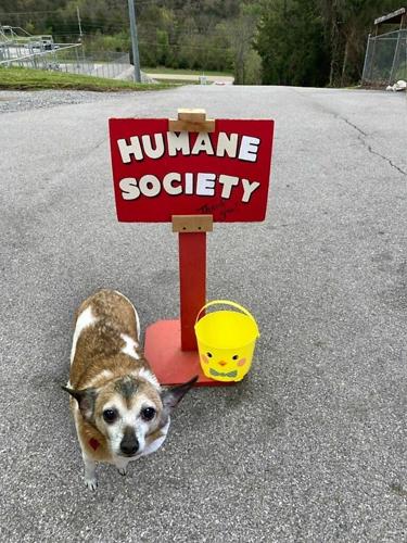 At The Shelter: Annual Humane Society Roadblock Fundraiser is Virtual ...