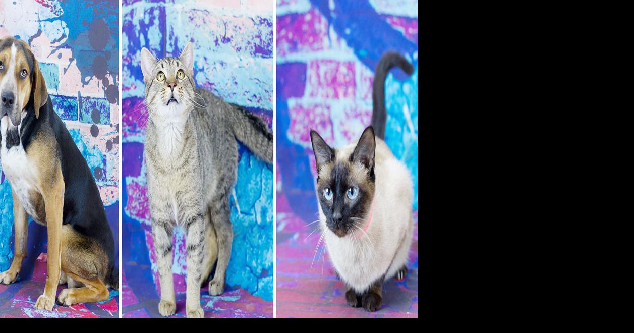 What To Do If You Lose Your Pet | Animal Talk | greenevillesun.com