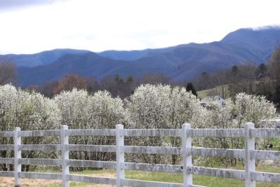 Sure Sign Of Spring | Local News | greenevillesun.com