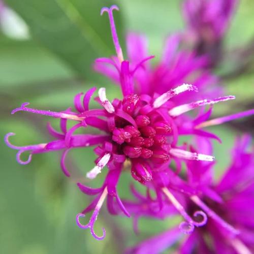 A True Renaissance Woman: Meet Greene County's Multi-Talented Kendra ...