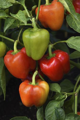 New Varieties Of Tried-And-True Vegetables Invited Gardeners To ...