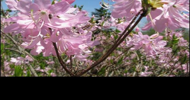 Rare Azaleas Dress Up Grandfather Mountain | Archives | greenevillesun.com