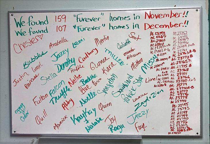 At The Shelter: Move To Our New Adoption Center Begins | ACCENT ...