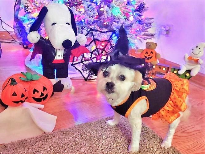 At The Shelter: A Sad Goodbye And Howl-O-Ween Contest Update | ACCENT ...