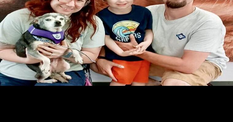 At The Shelter: Membership And May Adoption Update | ACCENT ...