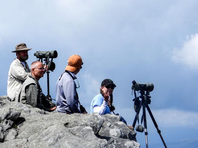Annual Hawk Watch Returns To Grandfather Mountain | Living ...