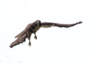 Results Are In From Grandfather Mountain's Annual Hawk Watch | ACCENT ...