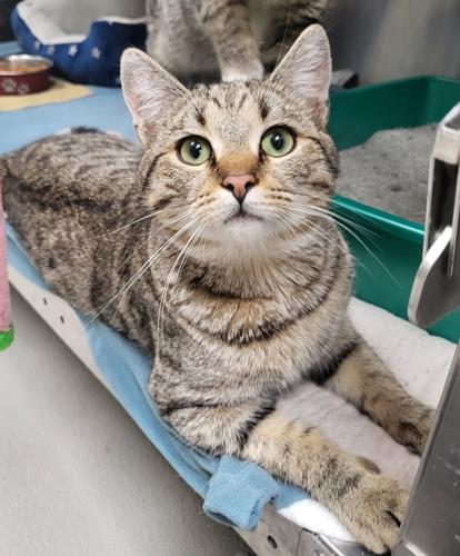 Adoptable Pets At Greeneville-Greene County Humane Society | Animal ...