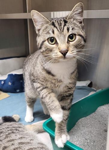 Adoptable Pets At Greeneville-Greene County Humane Society | Animal ...