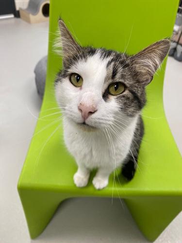 At The Shelter: Petsense Is Host For Adoptable Cats | ACCENT ...