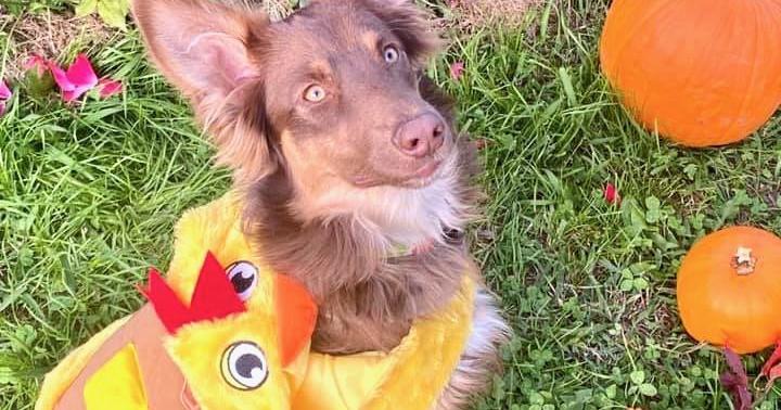 At The Shelter: A Sad Goodbye And Howl-O-Ween Contest Update | ACCENT ...