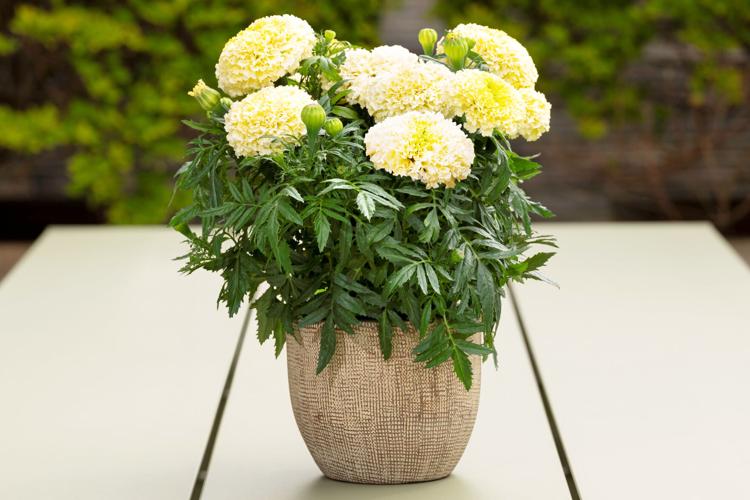GARDENING: Flower gardens endure hot, dry summers better if you choose ...