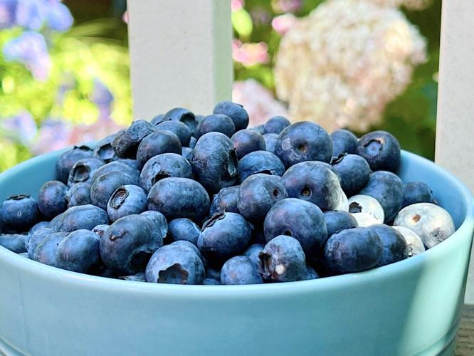 A Sweet, Native And Nutritious Snack From The Garden? Look No Further ...