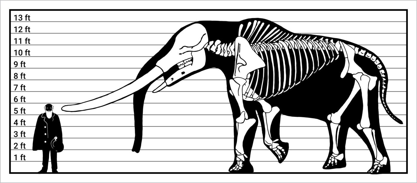 Digging Up Bones | Local News | greenevillesun.com