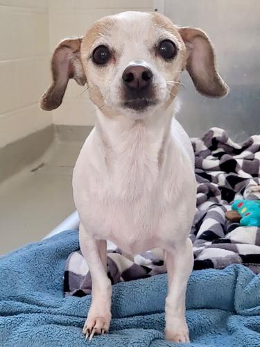 Adoptable Pets At Greeneville-Greene County Humane Society | Animal ...