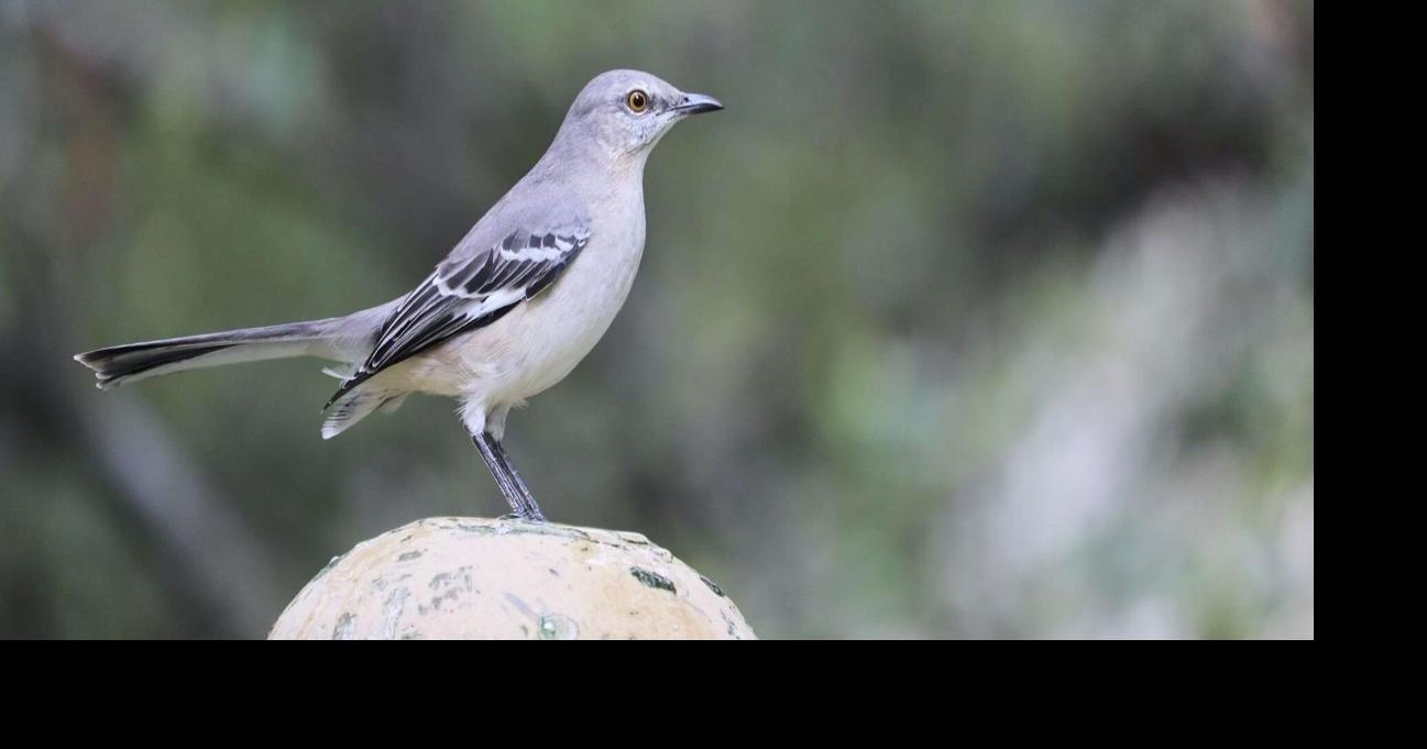 A Look Around: To Love A Mockingbird | ACCENT | greenevillesun.com