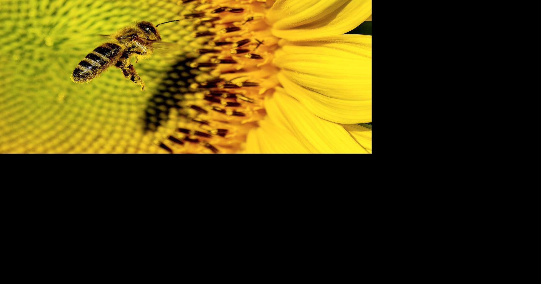 Planning For Your Spring Garden? Remember Flowers For Vital Pollinators ...