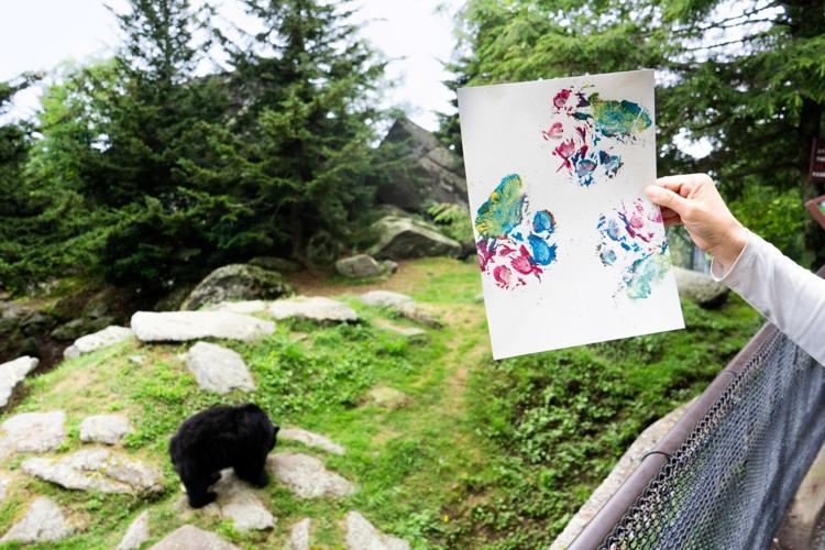 Grandfather Mountain announces new offerings ahead of summer season ...