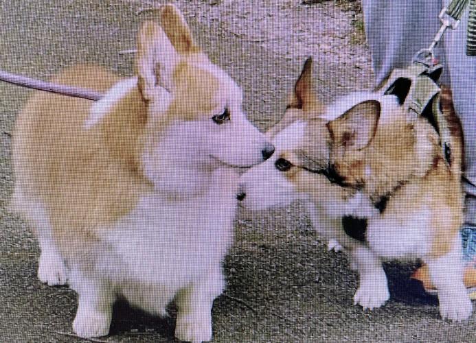 Greeneville Corgis To Race At Flyboys Game | Local News ...