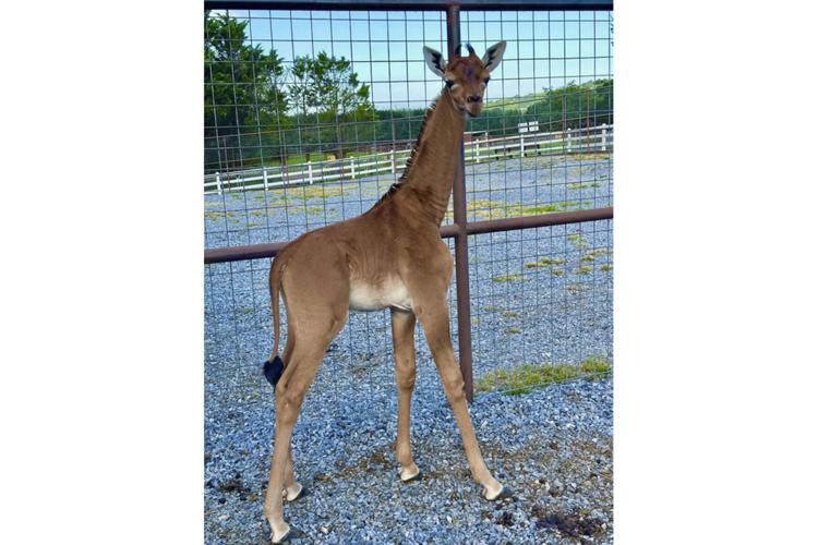 spotless giraffe name