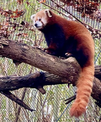 Take A Walk On The Wild Side: Zoo Knoxville Is A Great Wintertime ...