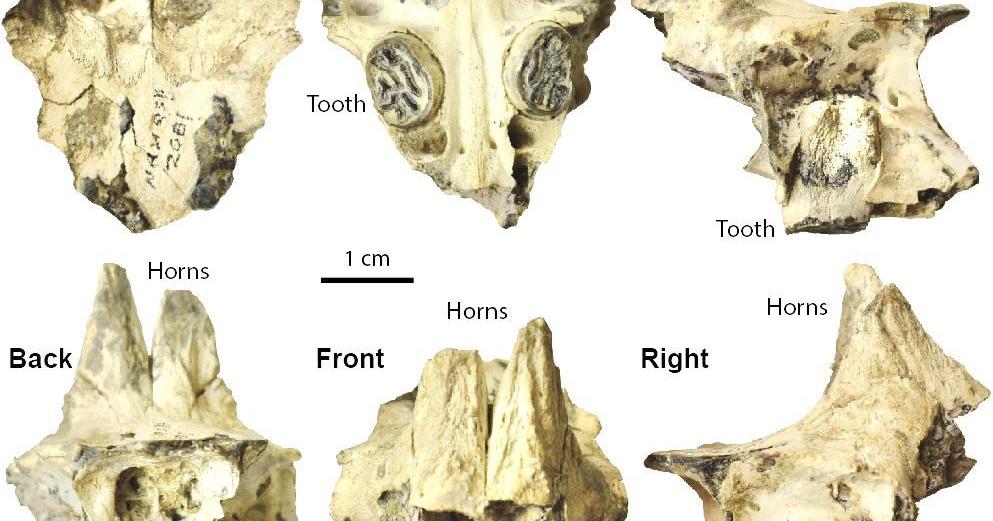 Fossil Reveals New Species 'Horned Gopher’ Species | Living ...