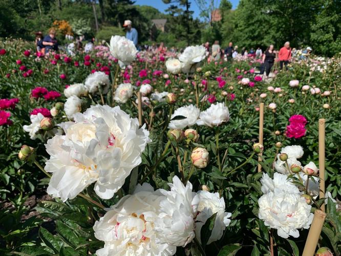 Tens of thousands make peony pilgrimage to Michigan | ACCENT ...