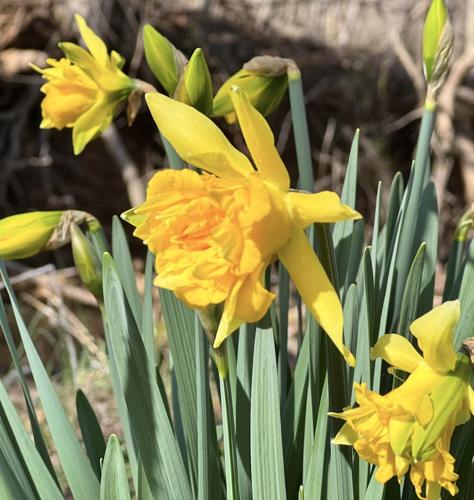 A Look Around: The Joys Of Springtime | ACCENT | greenevillesun.com
