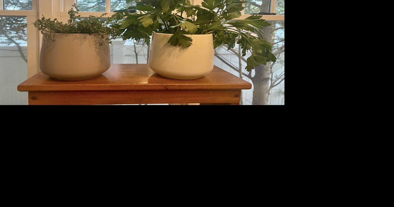 GARDENING: Herbs Grown Indoors Require Extra Care | ACCENT ...