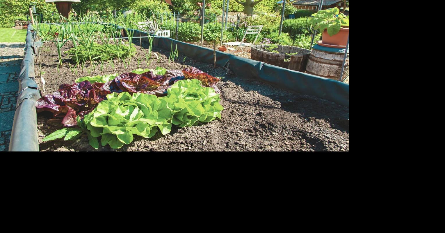 GARDENING: Thinking Of Starting A Garden This Year? Here Are Some Tips ...