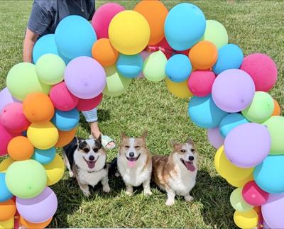 Corgis Gear Up For Summer Fun | Local News | greenevillesun.com