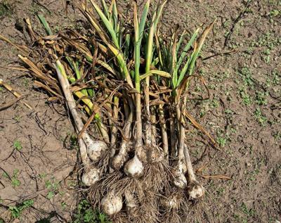 UT Extension To Host Tennessee Garlic Production Workshops ...