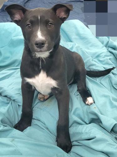 Adoptable Pets At Greeneville-Greene County Humane Society | Animal ...