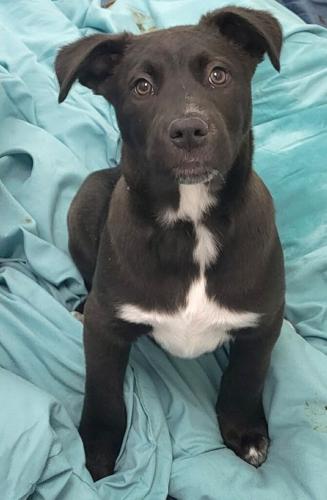 Adoptable Pets At Greeneville-Greene County Humane Society | Animal ...