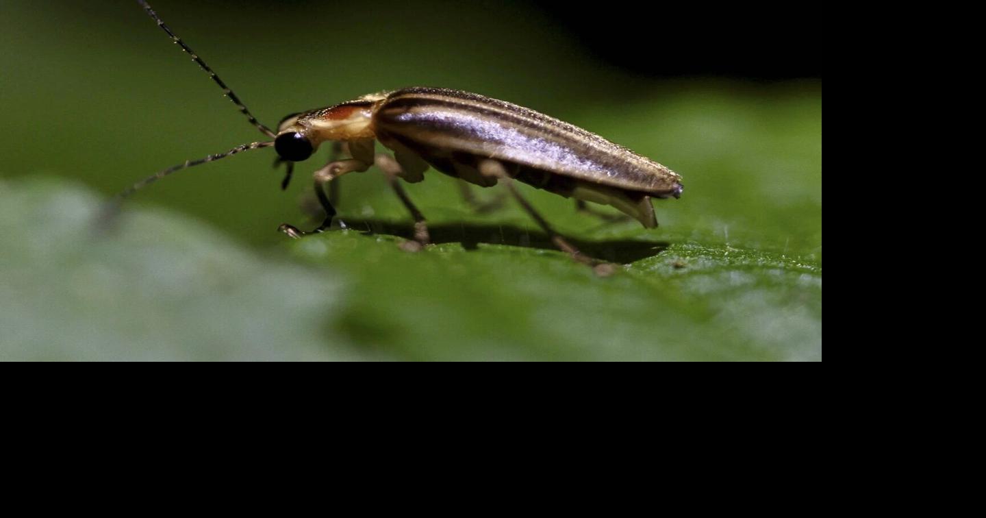 lightning bug ribbon