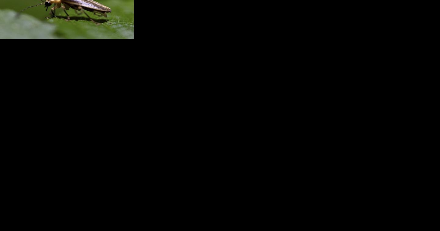 lightning bugs in florida