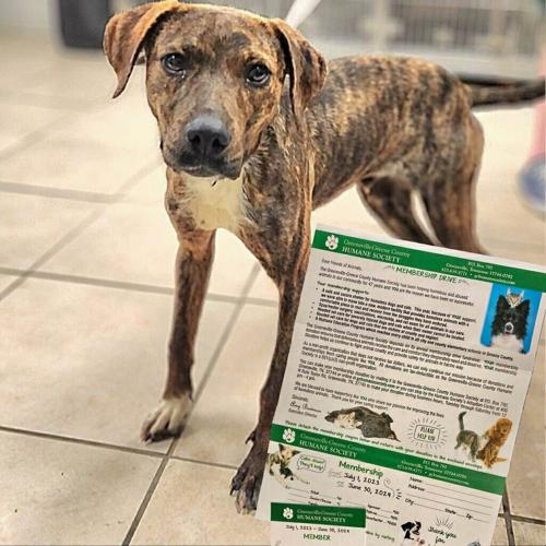 At The Shelter: Humane Society's Annual Membership Drive Underway ...