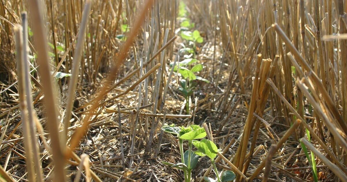 New Research Will Study Organic Double Cropping in Tennessee And ...