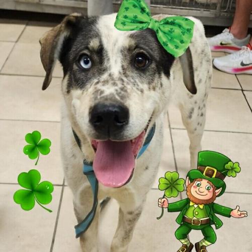 Adoptable Pets At Greeneville-Greene County Humane Society | Animal ...