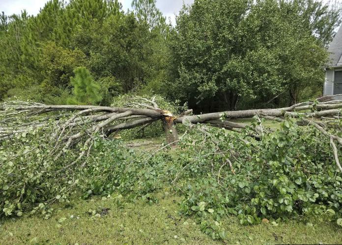 Callery Pear Tree: How To Manage An Invasive Former Favorite | ACCENT ...