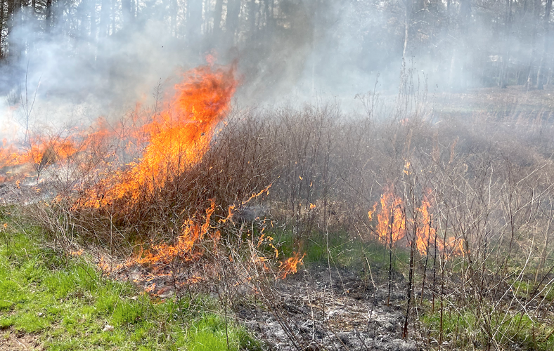 Going Native: Local Man Works To Create Meadows Of Indigenous Flowers ...