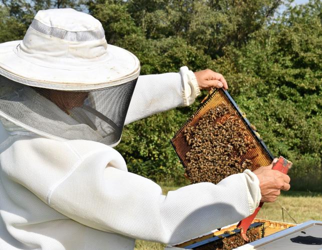 The Buzz on Bees: Greeneville To Host First-Ever Upper East TN Bee ...