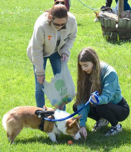 Corgi-Cotton Tails: Corgis Of Greeneville Group Holds Festive Egg Hunt ...