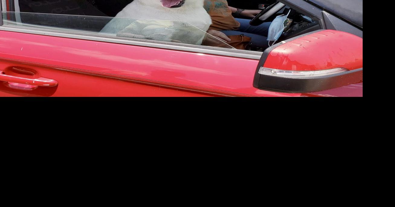 At The Shelter: June Was Record-Breaking Month For Adoptions! | ACCENT ...