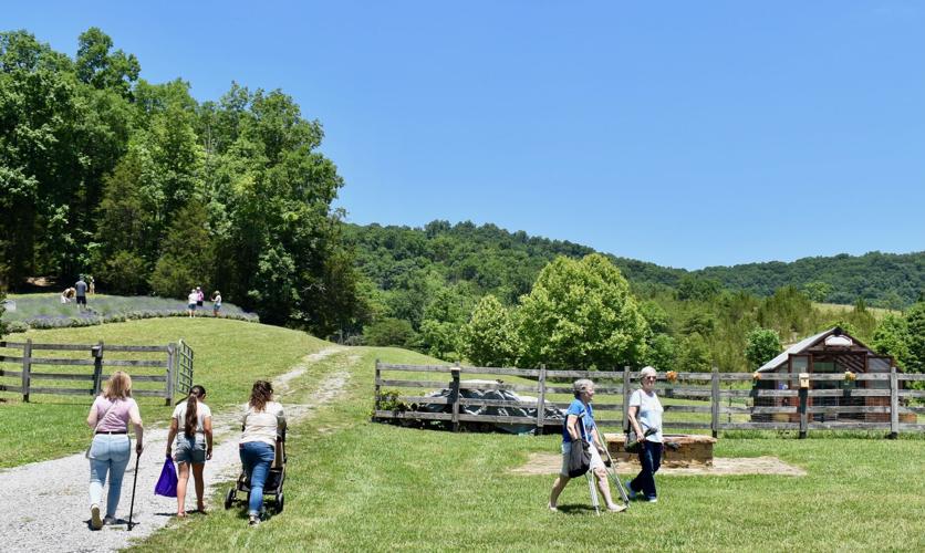 Lavender farm in Bulls Gap holds season's pick-your-own opening day ...