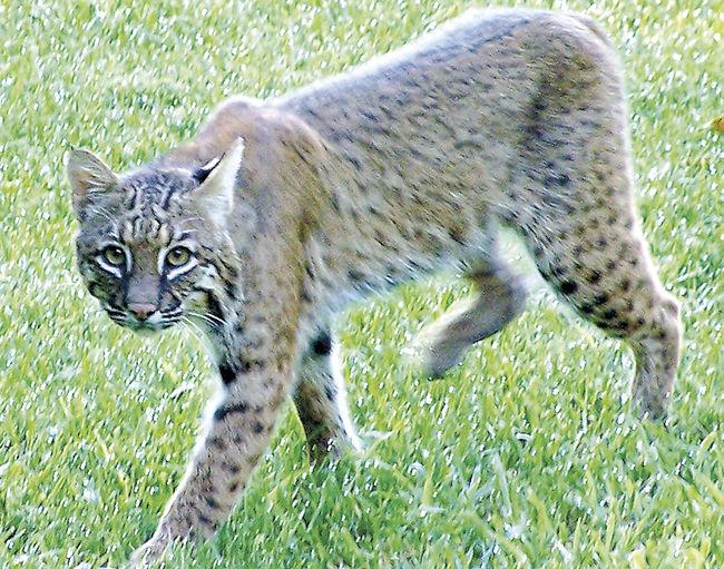 Meet The Bobcat, Greene County's Only Wildcat | Local News ...